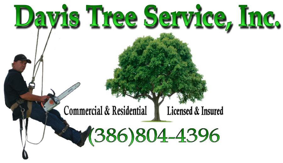 Tree Crew Now – Tree removal – Tree Trimming – Davis Tree Service